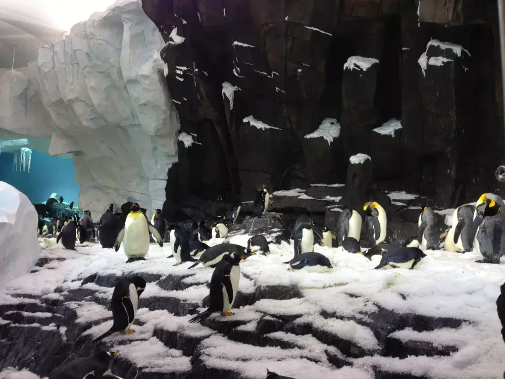 Parks News: SeaWorld Orlando Opens Antarctica, the Largest Expansion in ...