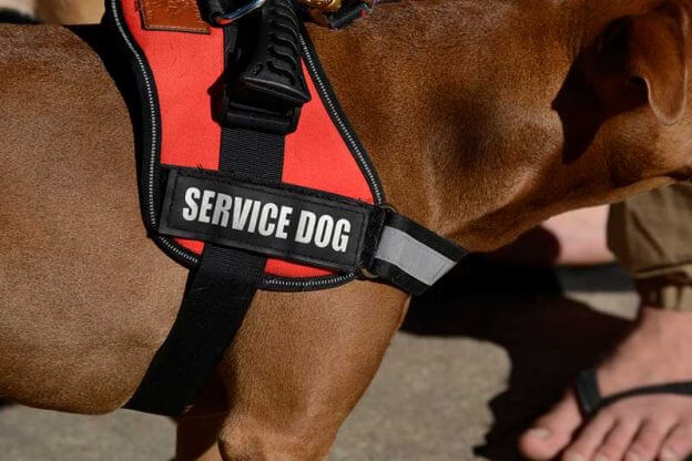 The Scoop on Service Dogs at Disney World