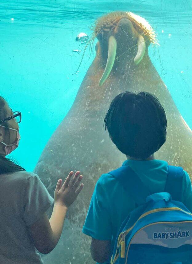 Tips for Taking Toddlers & Children to SeaWorld San Diego