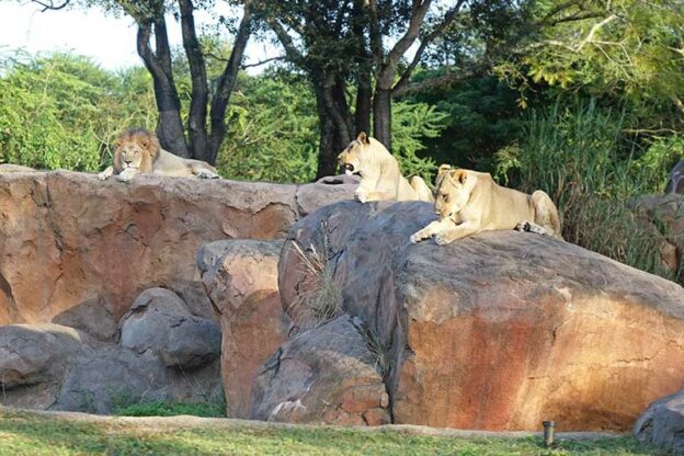 What's It Like to Visit Disney's Animal Kingdom? What You Need to Know