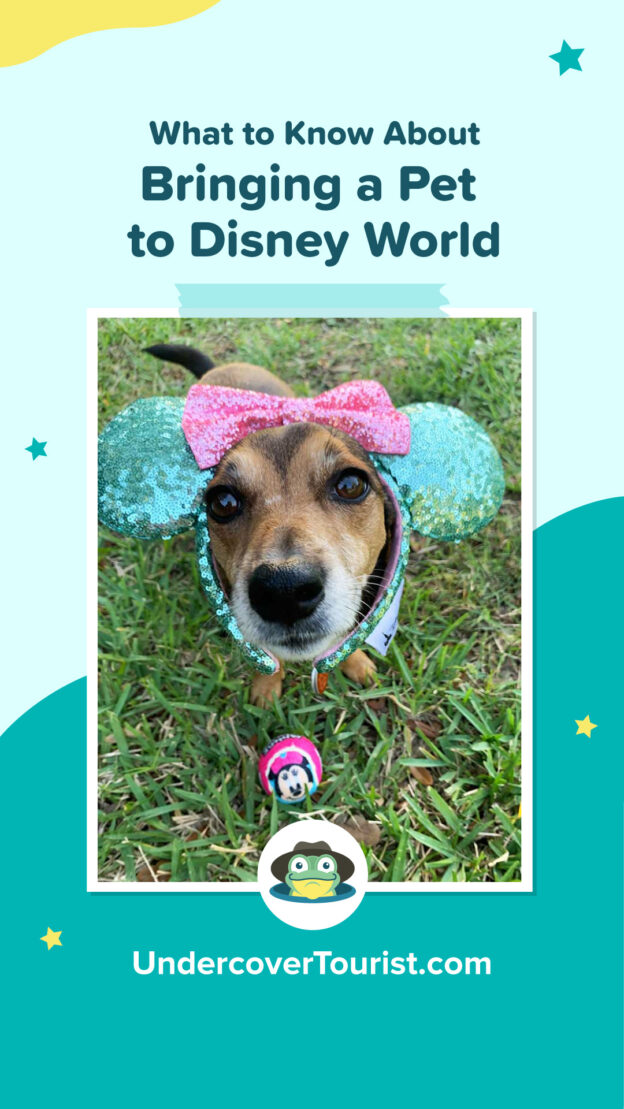 Tips for Bringing a Pet to Disney World