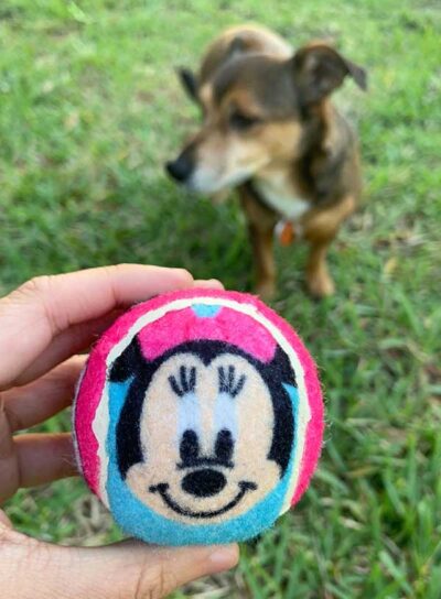 Tips for Bringing a Pet to Disney World