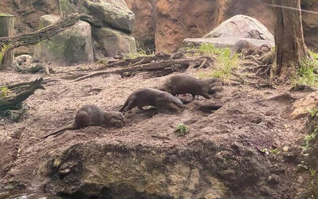 Our Wild Guide to the Tree of Life at Disney's Animal Kingdom