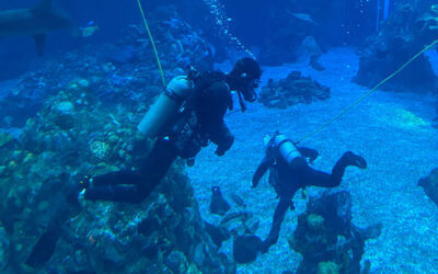 Undersea Explorer's Guide to Walt Disney World Resort