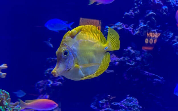 Undersea Explorer's Guide to Walt Disney World Resort