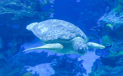 The Animal Lover's Guide to Walt Disney World