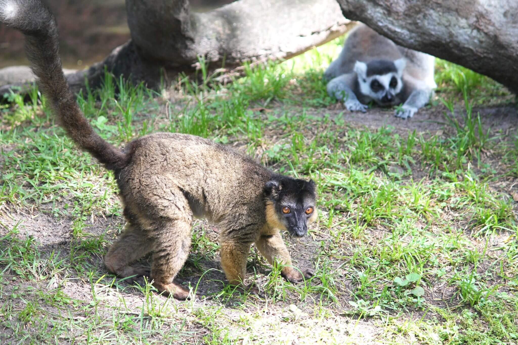 The Animal Lover's Guide to Walt Disney World