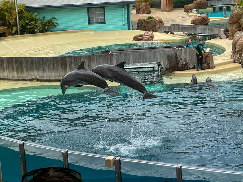 Your Guide to Visiting SeaWorld Orlando