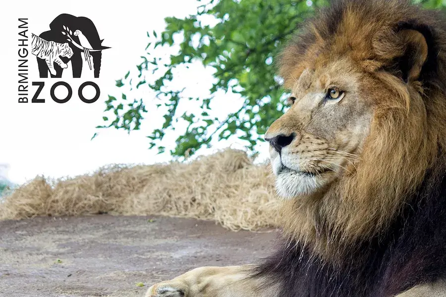 Birmingham Zoo tickets discount | Birmingham | Undercover Tourist
