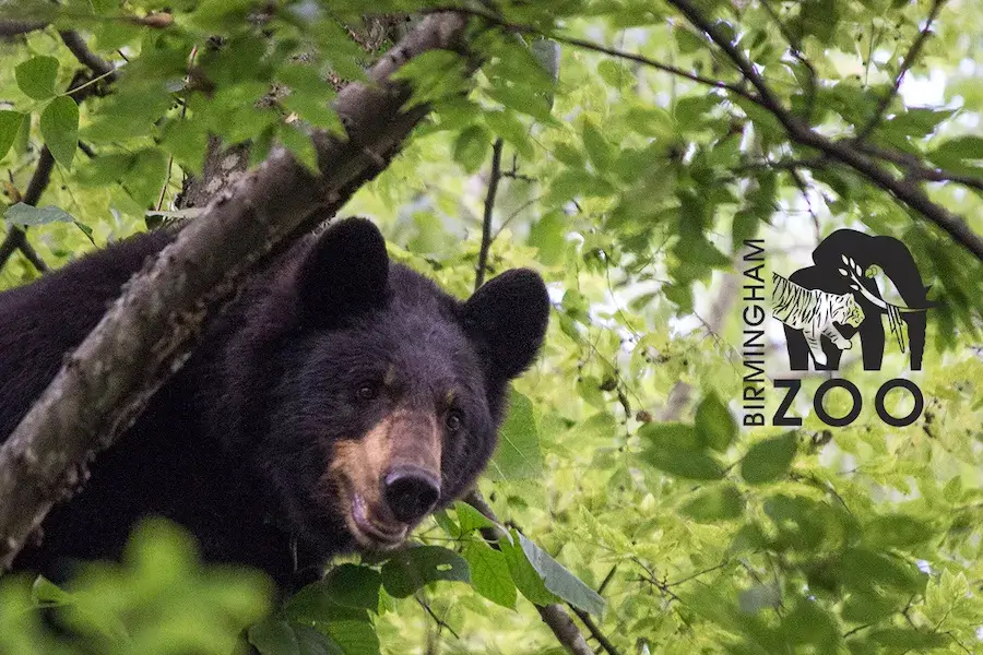 Birmingham Zoo tickets discount | Birmingham | Undercover Tourist