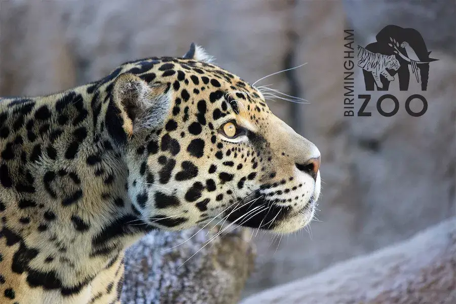 Birmingham Zoo tickets discount | Birmingham | Undercover Tourist