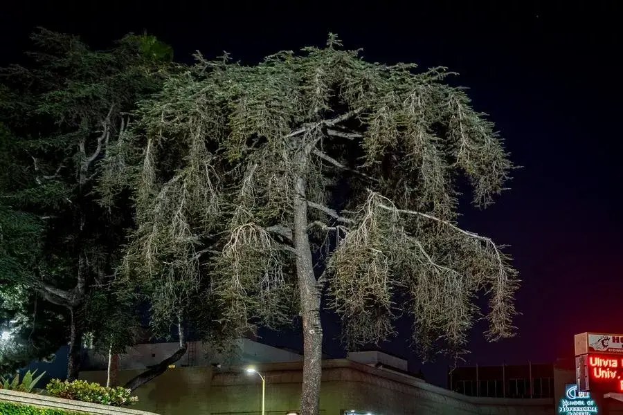 LA Ghosts Tour tickets discount | Los Angeles | Undercover Tourist