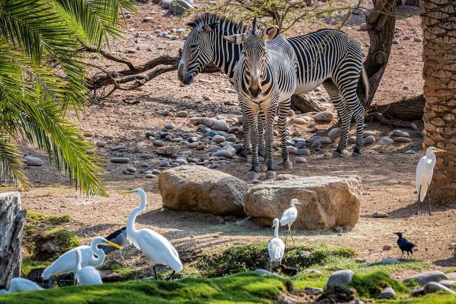 Phoenix Zoo tickets discount | Phoenix | Undercover Tourist