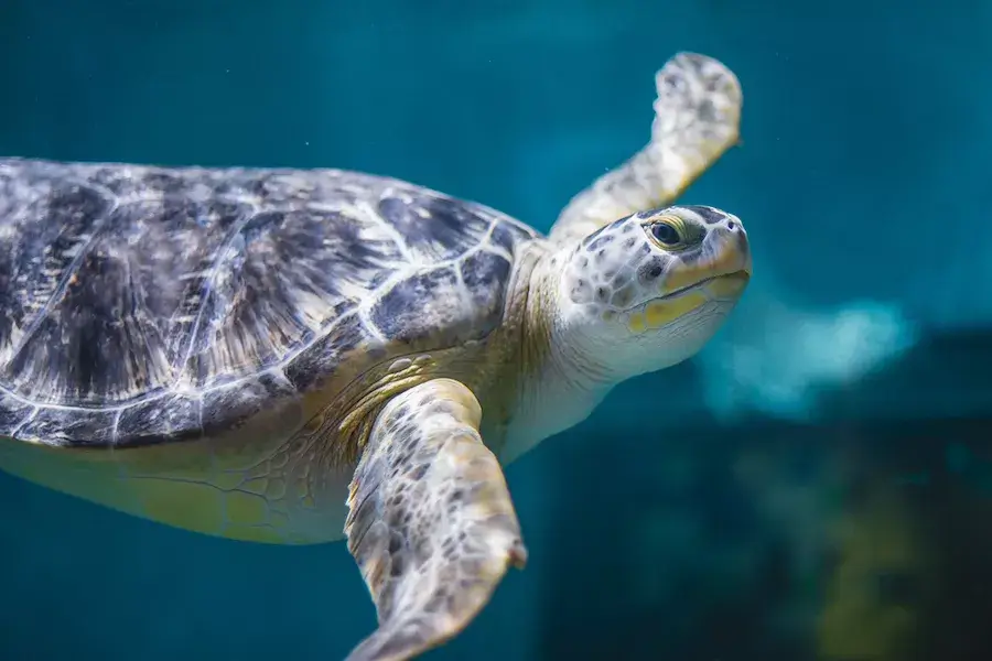 Toledo Zoo & Aquarium tickets discount | Detroit | Undercover Tourist