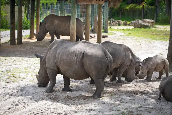 ZooTampa at Lowry Park Discount Tickets | Tampa | Undercover Tourist