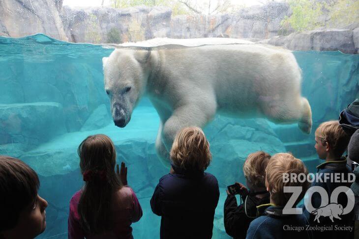 1-Day Chicago Pass Go Card | Undercover Tourist