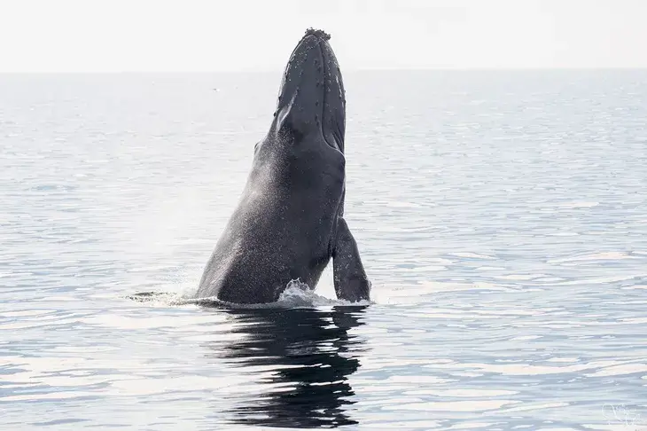 Davey's Locker Whale Watching: Peak Tour (WEEKDAYS ONLY)) | Undercover ...