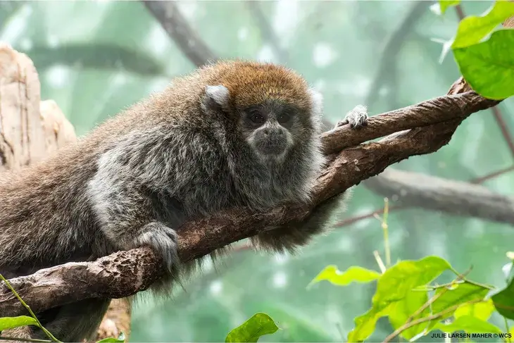 Central Park Zoo: General Admission Ticket | New York City | Undercover ...